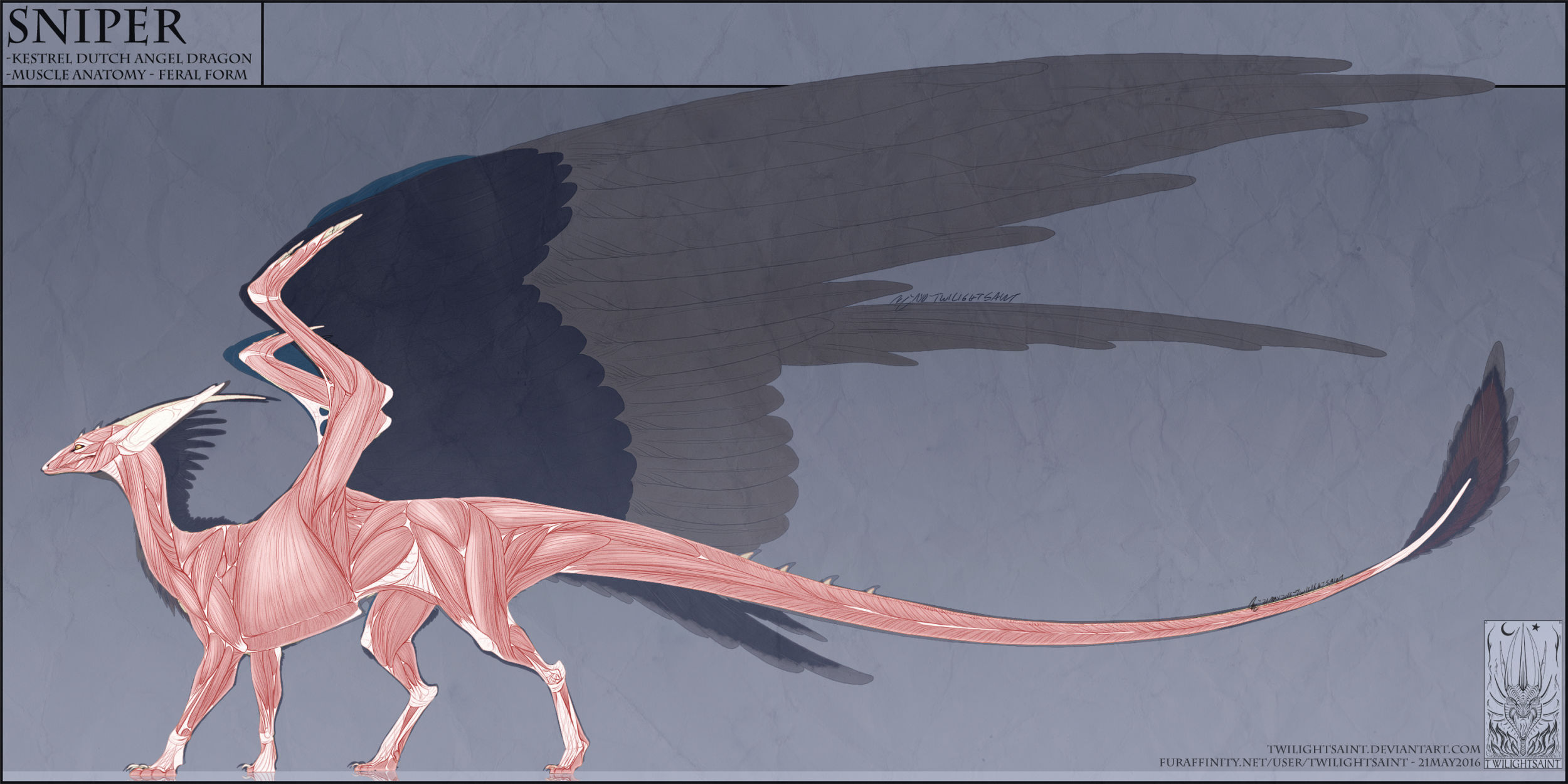 Dragon Muscle Anatomy